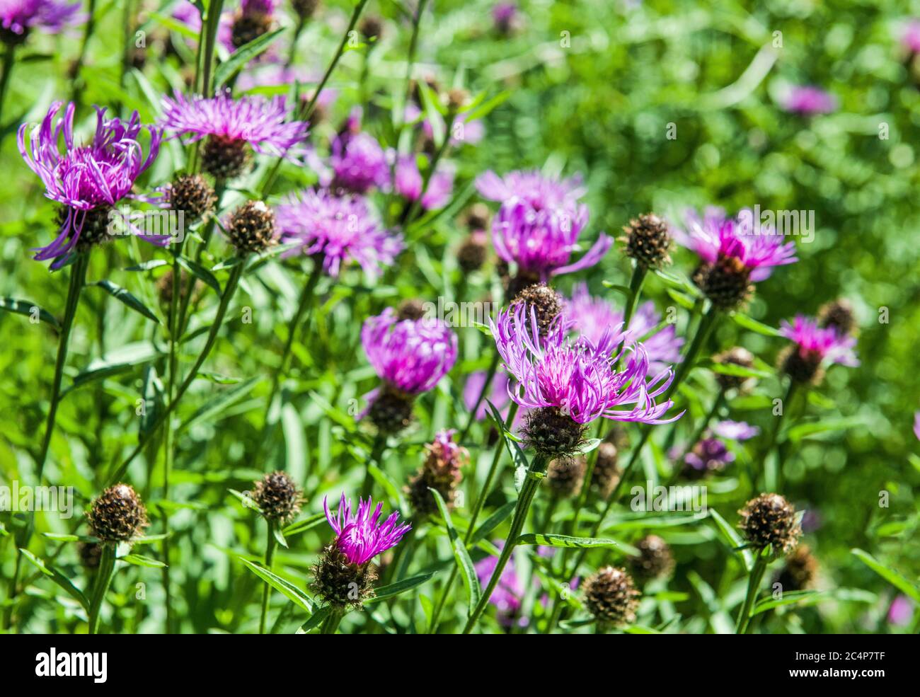 A group of Knapweed flowers on a sunny morning in Cardiff. Knapweed ...