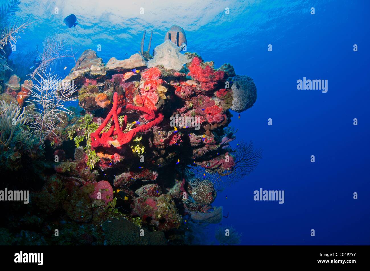 Hanging coral head with high biodiversity, including corals, sponges ...