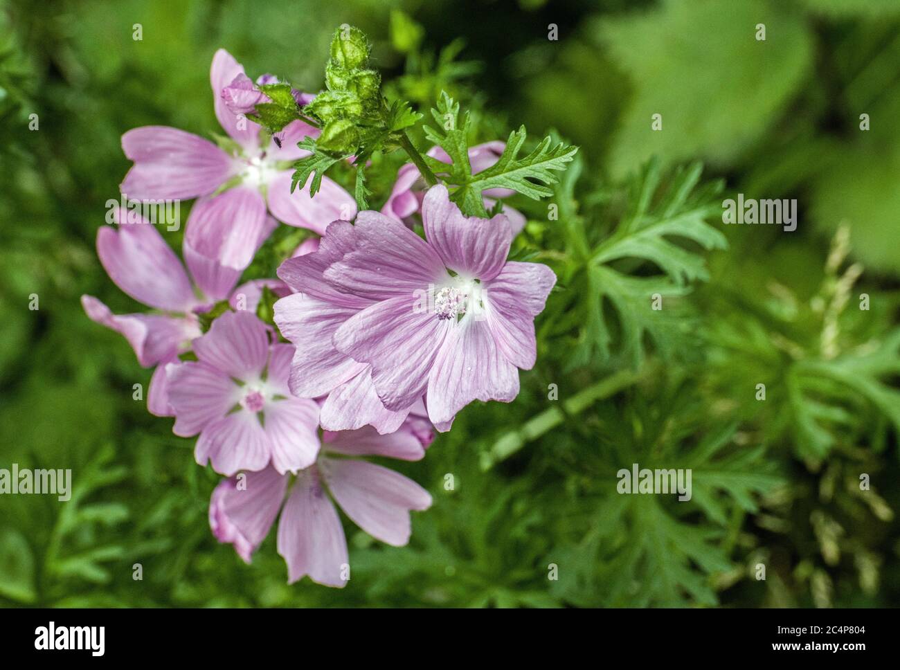 Pink mallow hi-res stock photography and images - Alamy