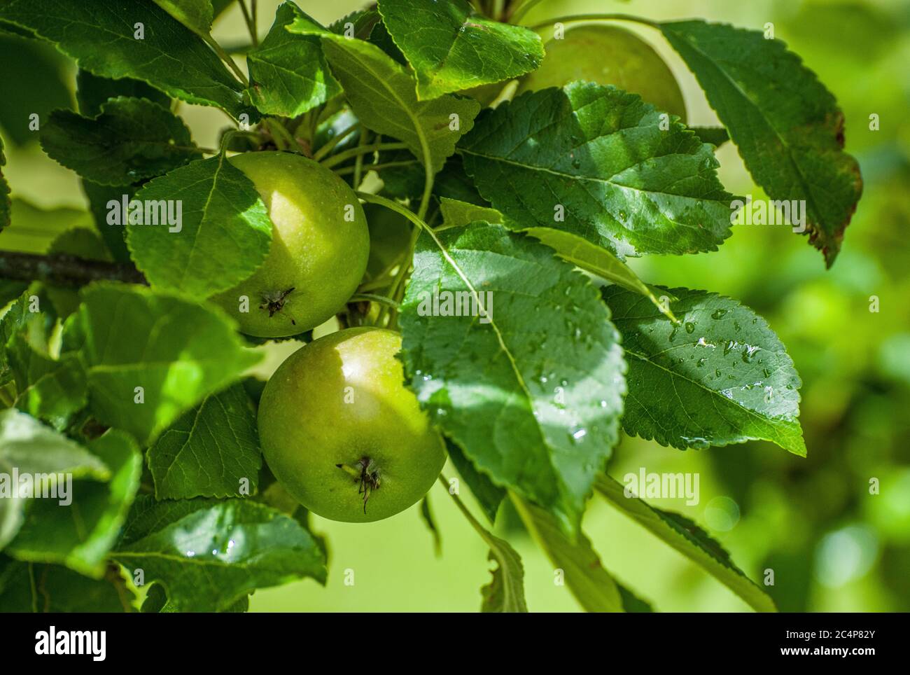 Two apples at the tree hi-res stock photography and images - Alamy