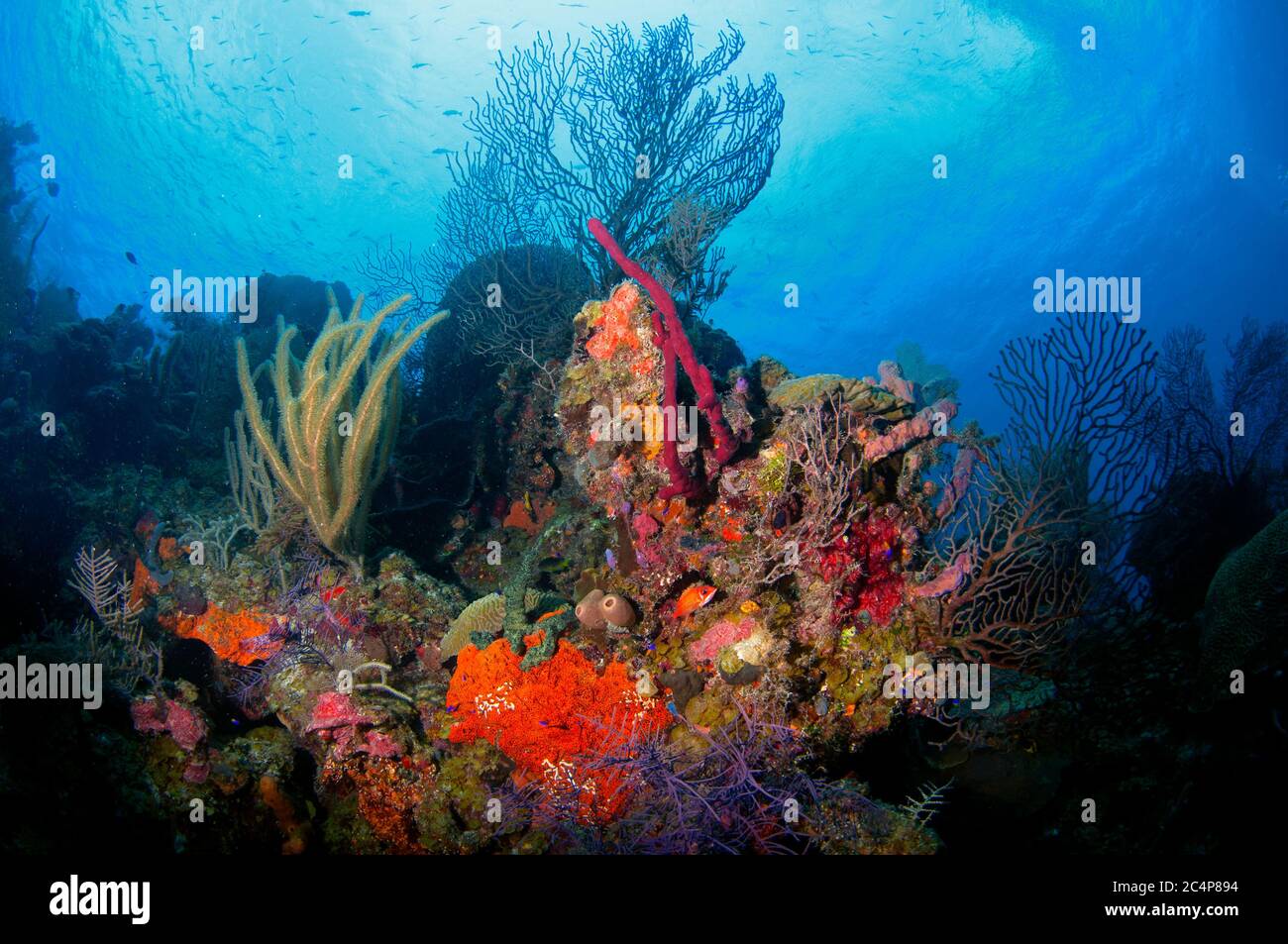 A colorful coral reef scene with high biodiversity, Lighthouse Reef ...
