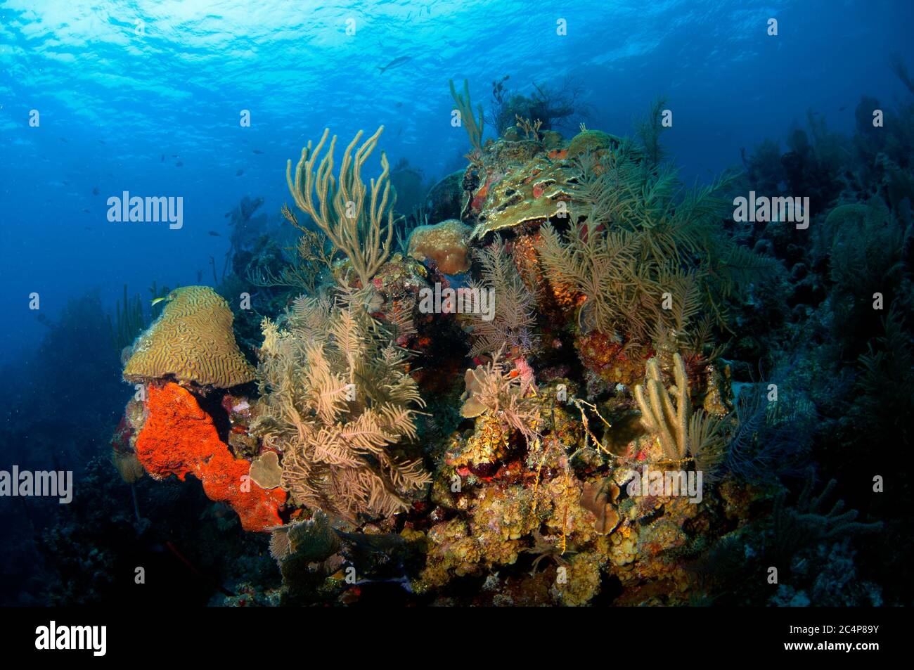 A colorful coral reef scene with high biodiversity, Lighthouse Reef ...