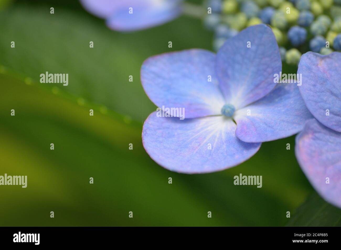 Macro details of blue hydrangea flowers Stock Photo - Alamy