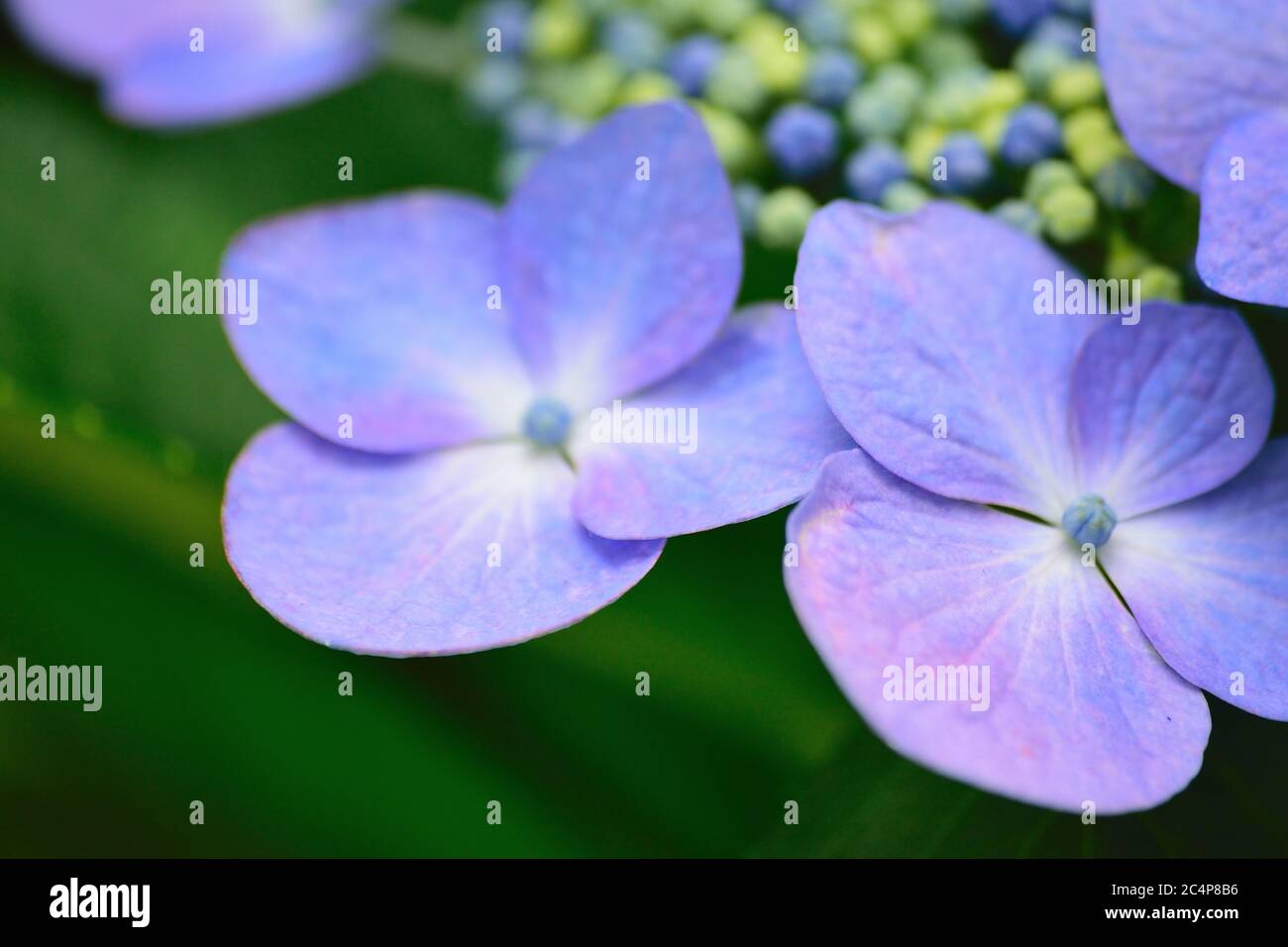 Macro details of blue hydrangea flowers Stock Photo - Alamy