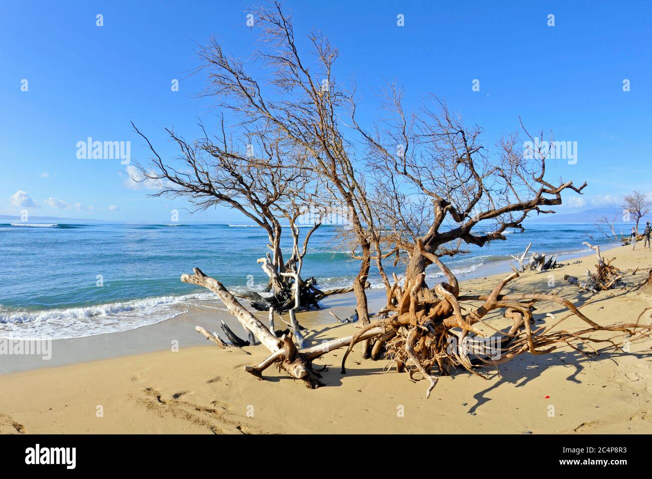 Dried tree by the shore, Papalua Beach, Maui, Hawaii, USA Stock Photo ...