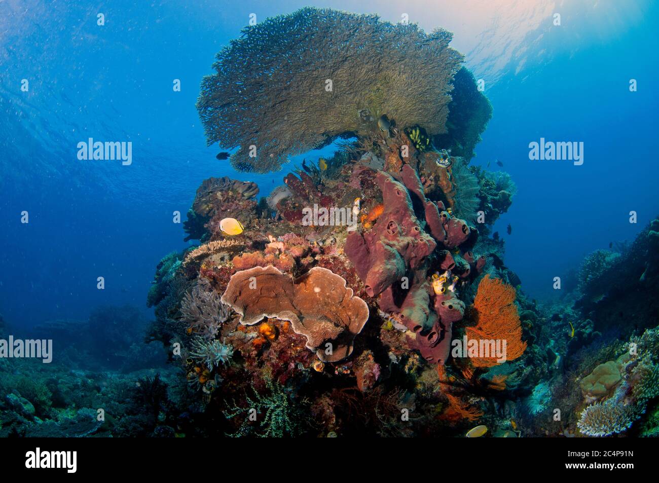 Healthy biodiverse reef with colorful corals and sponges, Komodo ...