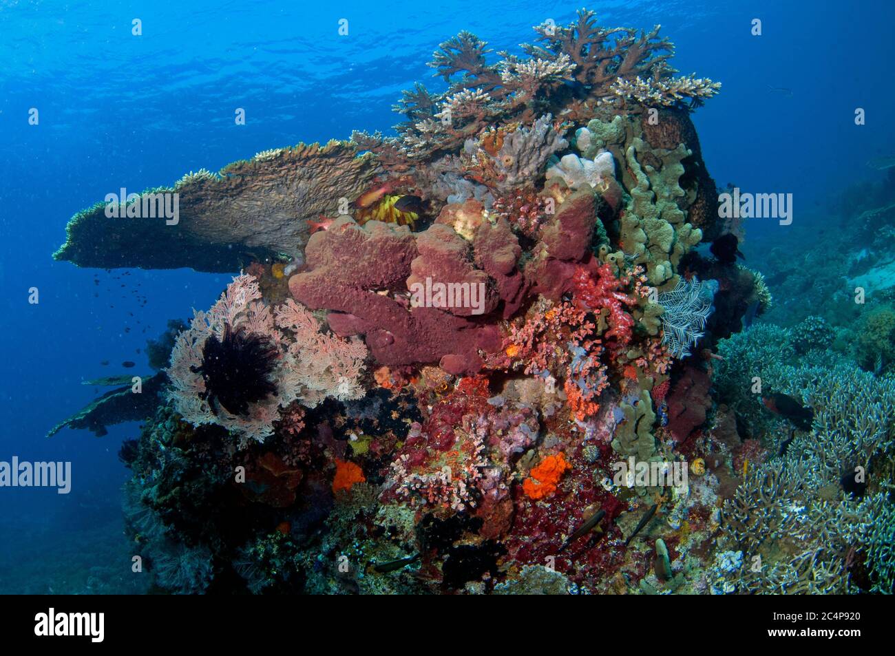 Healthy biodiverse reef with colorful corals and sponges, Komodo ...