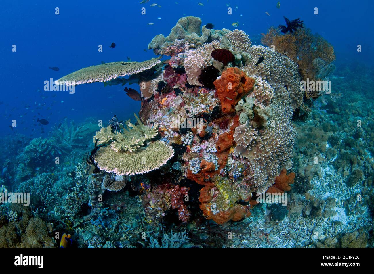 Healthy biodiverse reef with colorful corals and sponges, Komodo ...