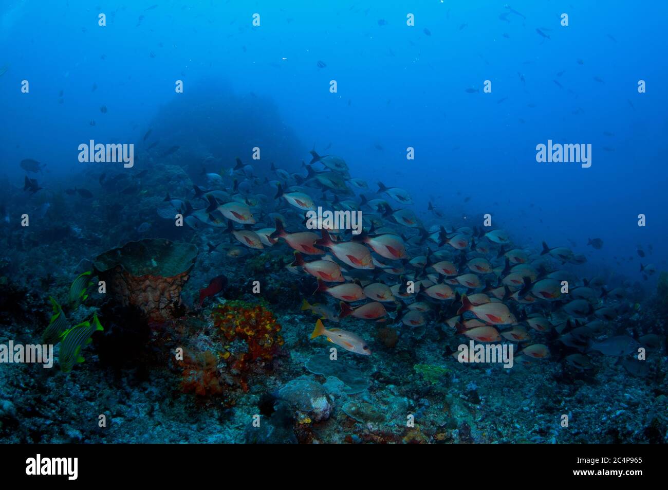 School of humpback red snappers, Lutjanus gibbus, in a coral reef ...