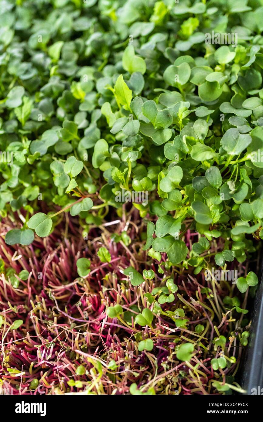 Harvesting radish microgreens from a large plastic tray Stock Photo - Alamy