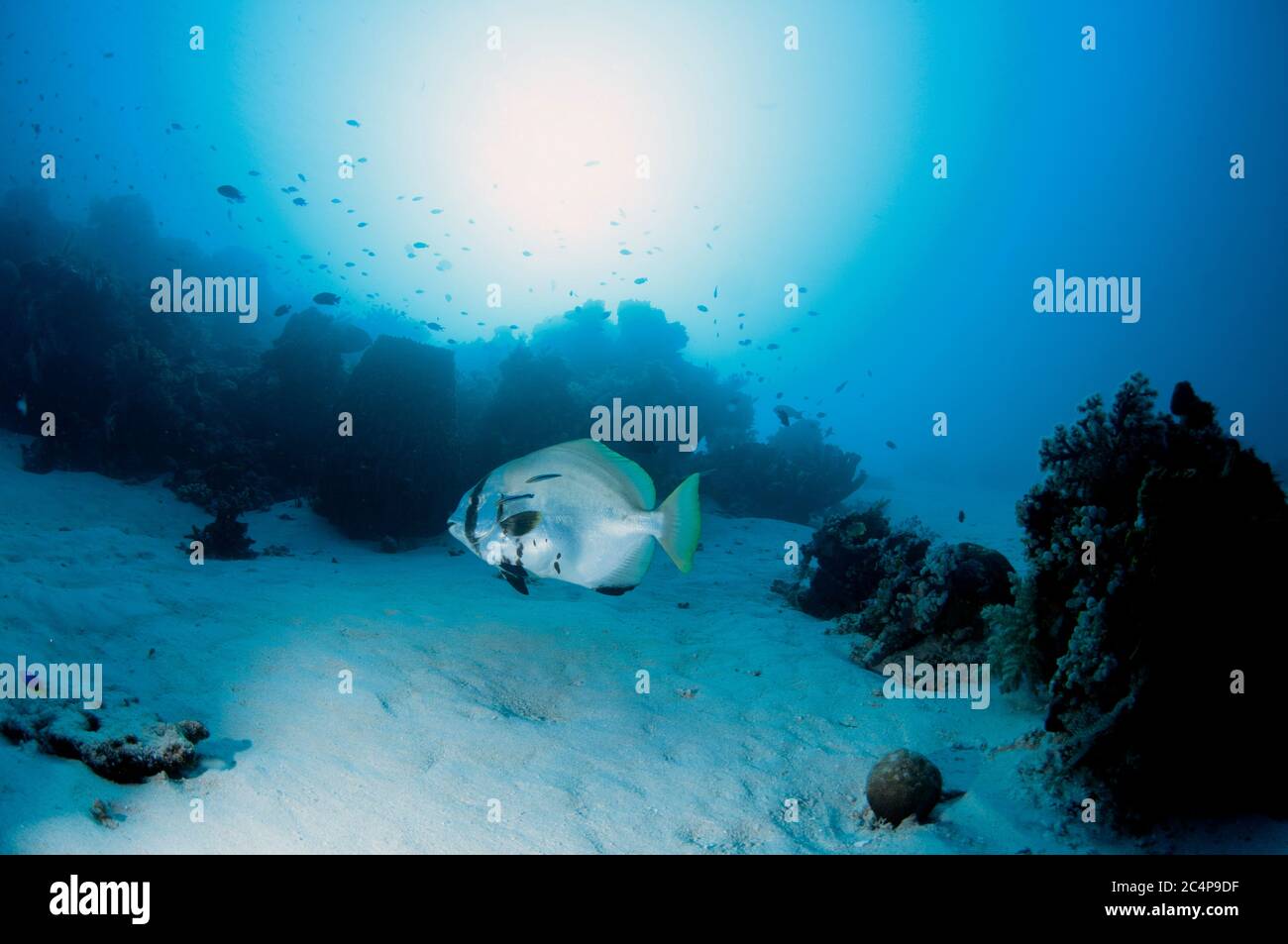 Platax batavianus hi-res stock photography and images - Alamy