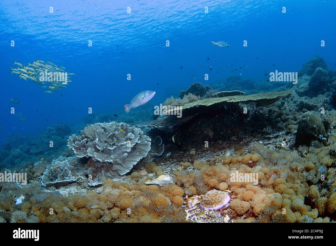Yellowfin emperor hi-res stock photography and images - Alamy