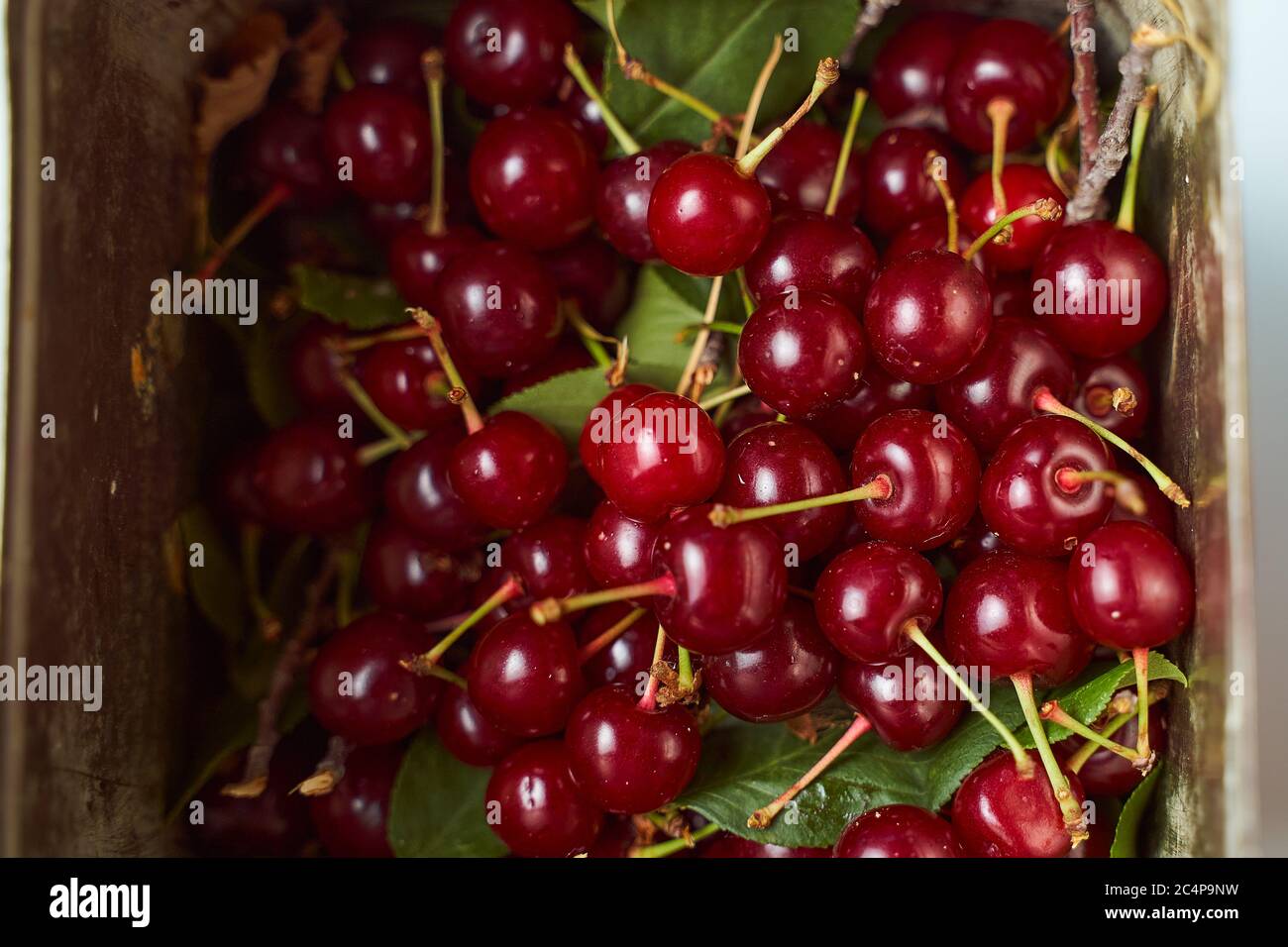 Group of cherry on a white background with shadows. Close-up. Top view ...