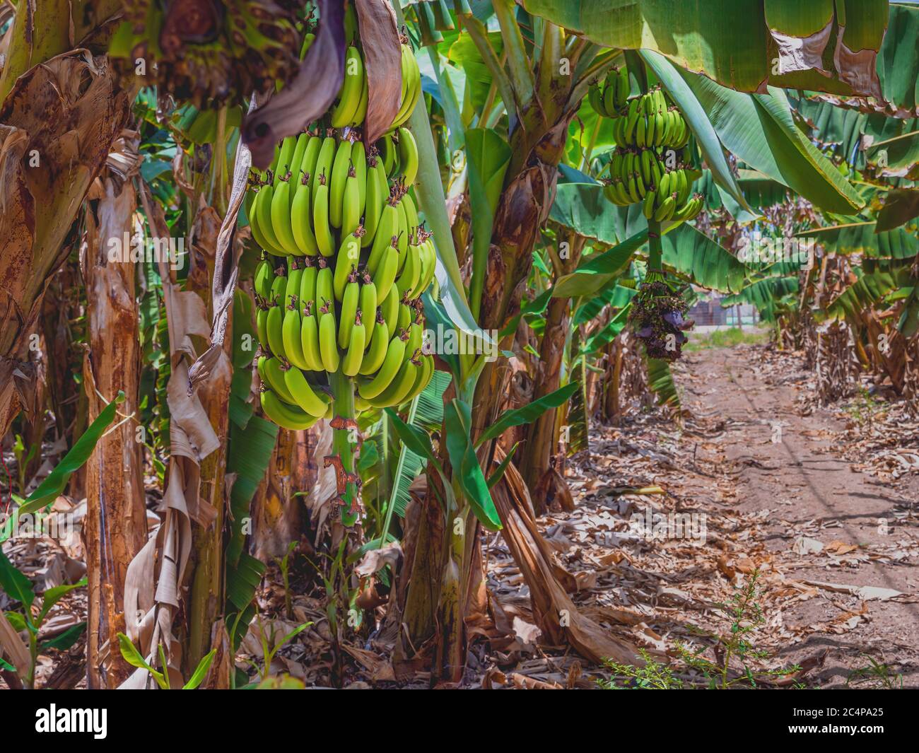 Bunch of growing raw green bananas on banana tree in plantations. In ...