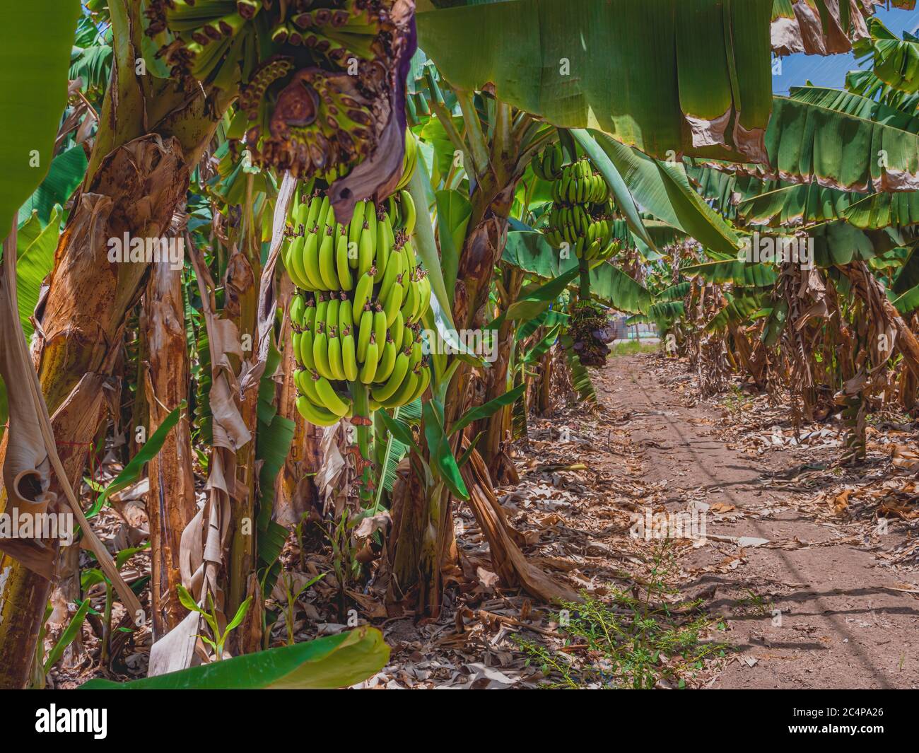 Bananas Hanging In Tree High Resolution Stock Photography and Images ...