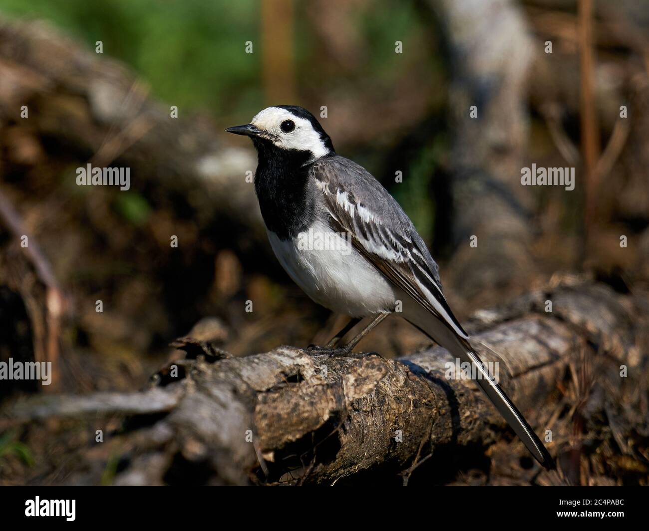 White wagtail in its natural enviroment in Denmark Stock Photo - Alamy