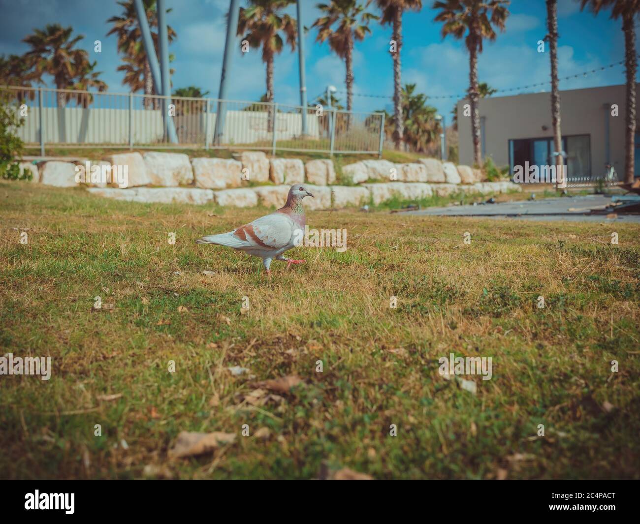Pigeon walking on the green grass. Close up on dove in the park of Tel ...