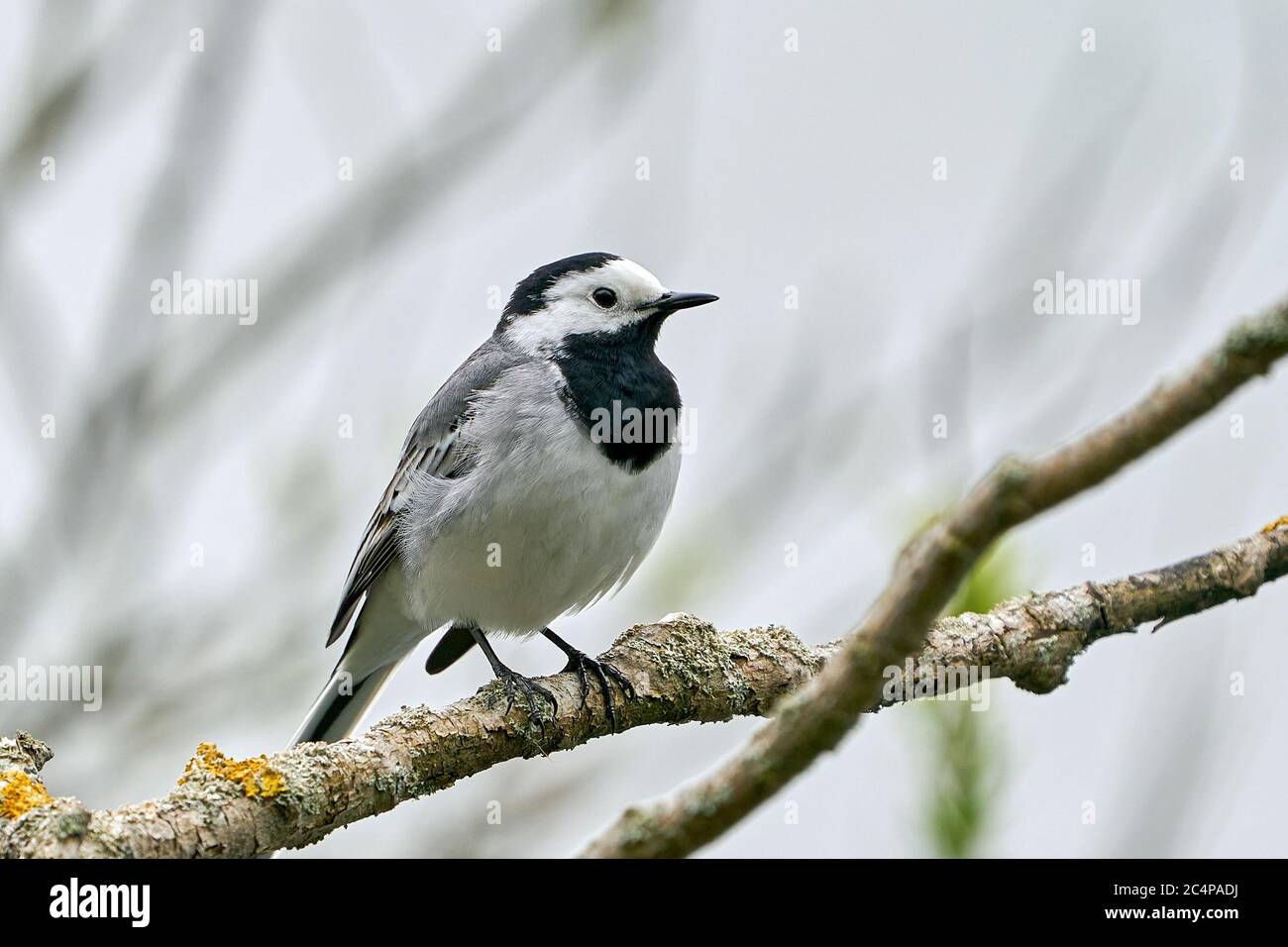 White wagtail in its habitat in Denmark Stock Photo - Alamy