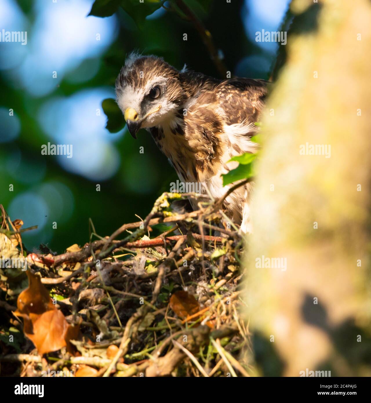 Buzzard chick developing well in the nest Stock Photo - Alamy
