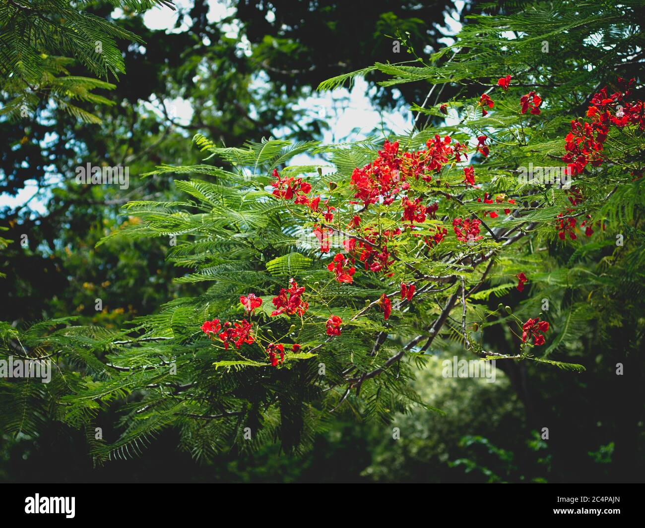Beautiful Red Royal Poinciana Flamboyant Flower. Beautiful red royal ...