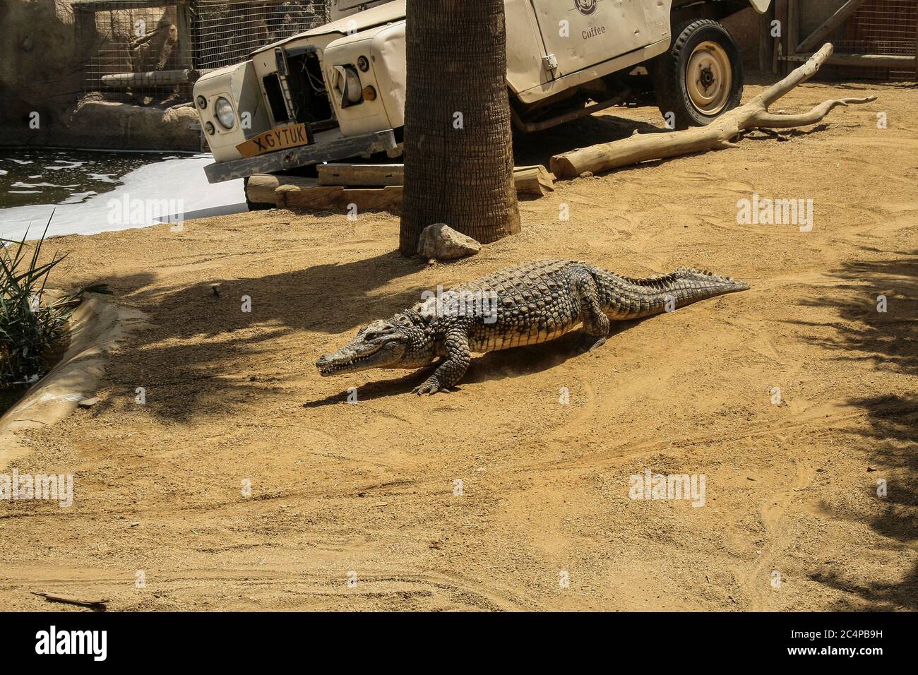 1960 animalia hi-res stock photography and images - Alamy