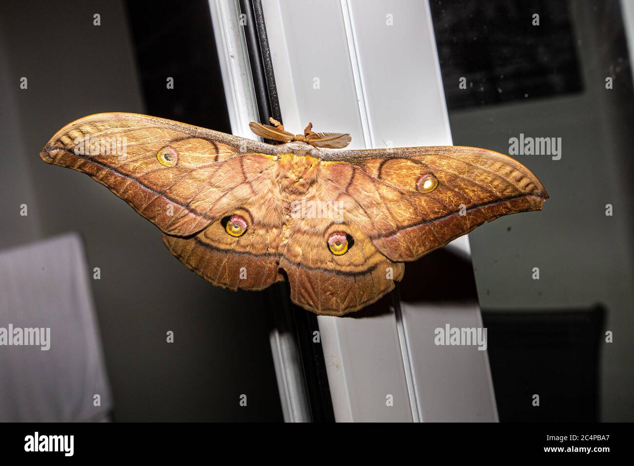 Japanese silk moth hi-res stock photography and images - Alamy