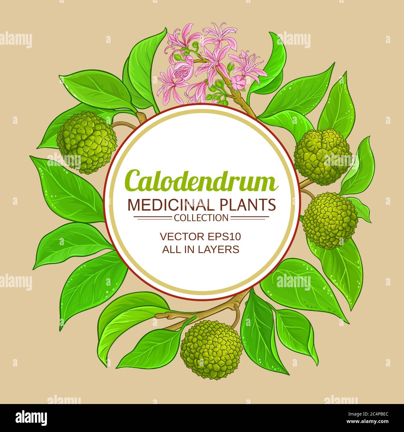 calodendrum vector frame Stock Vector Image & Art - Alamy calodendrum vector frame Stock Vector Image & Art - Alamy