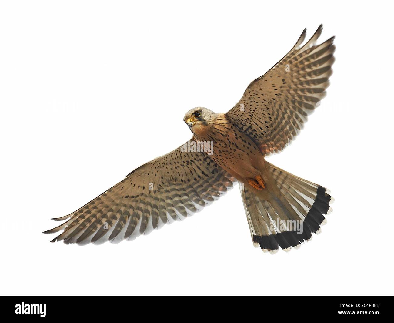 Common kestrel in flight isolated on a white background Stock Photo - Alamy