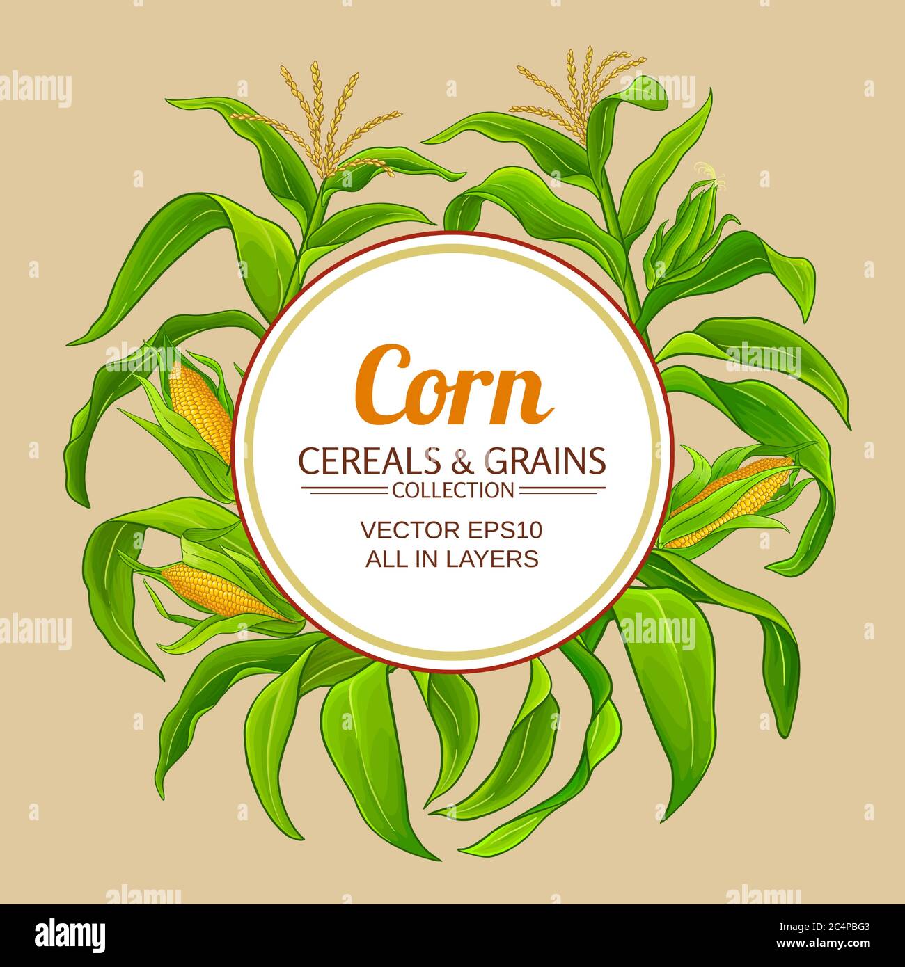 corn vector frame Stock Vector Image & Art - Alamy