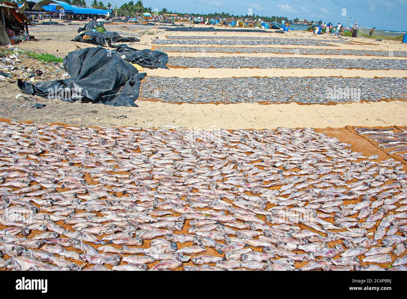 Sri lanka fish hi-res stock photography and images - Alamy