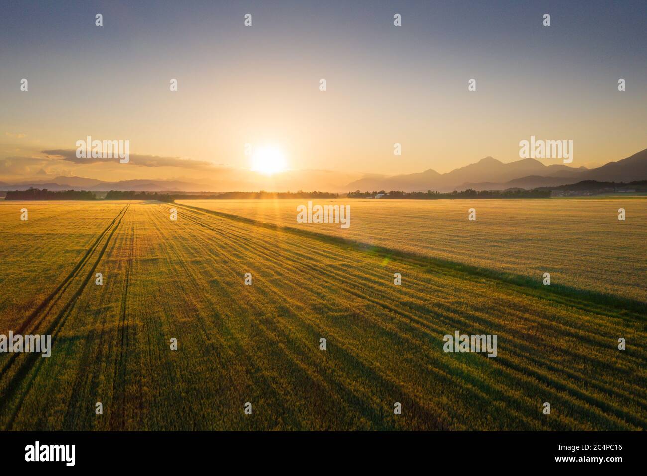Aerial view of wheat field at summer sunset Stock Photo - Alamy