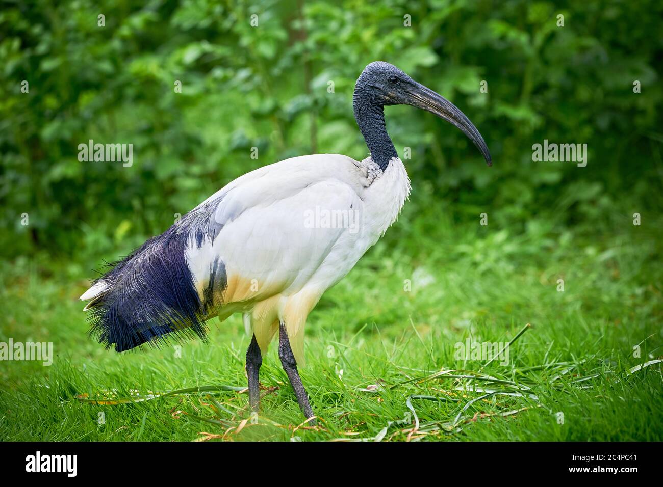 Black-headed ibis in natural habitat (Threskiornis melanocephalus Stock ...