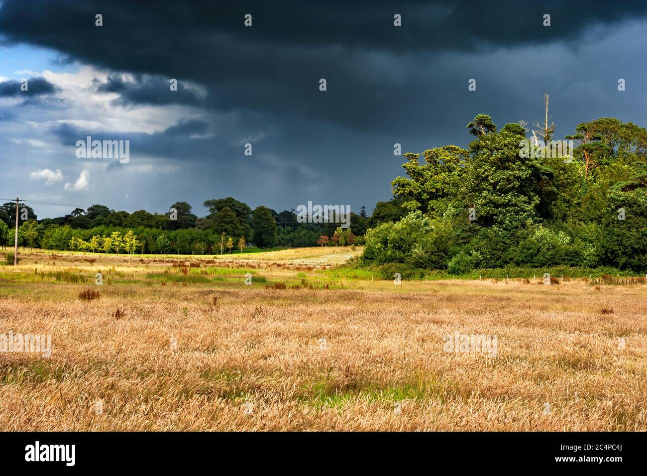 County Cork landscape in Ireland, meadow and line of the forest with ...
