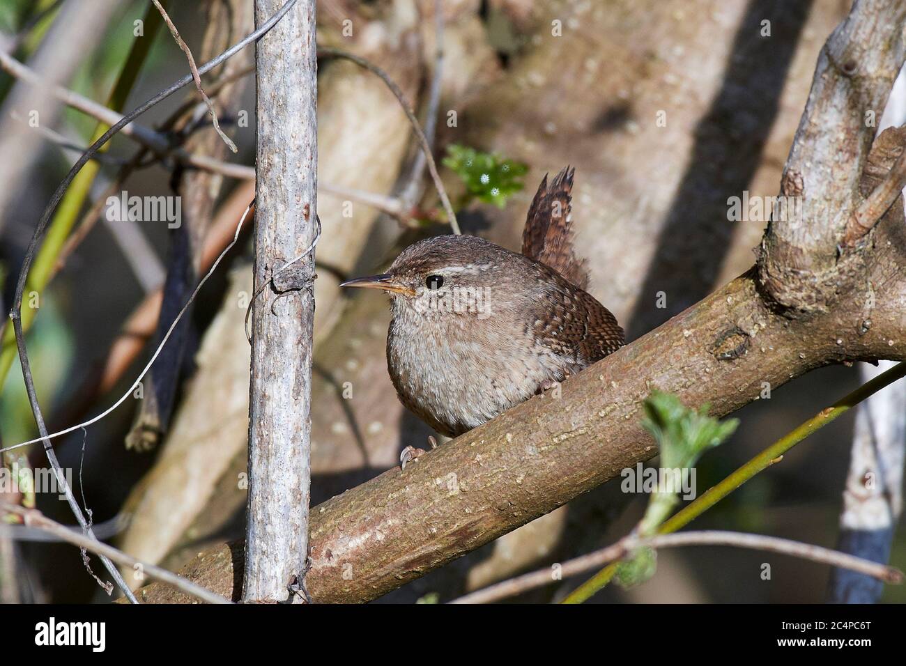 Wren sitting in branch hi-res stock photography and images - Alamy