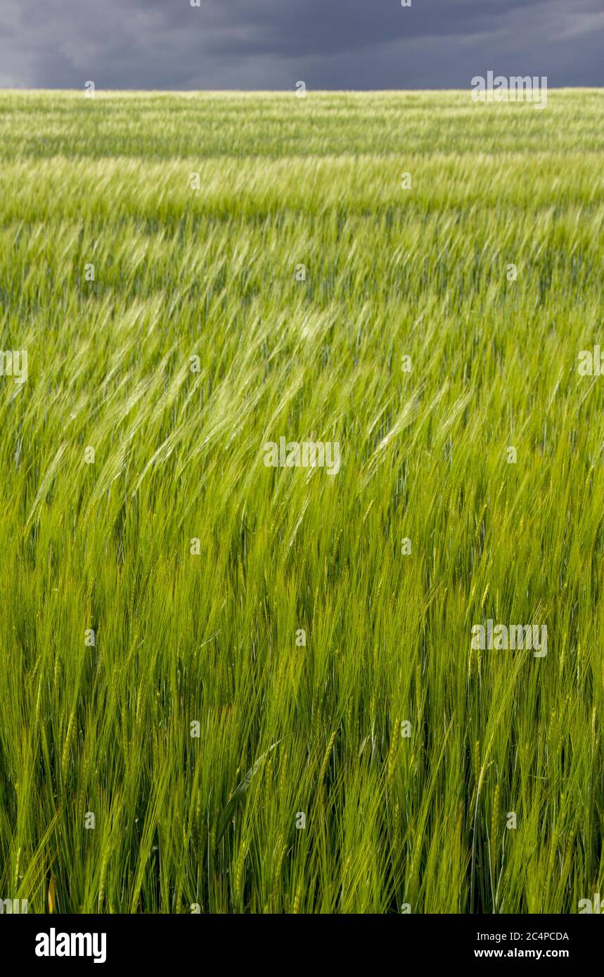 barley field Cambridgeshire Stock Photo - Alamy