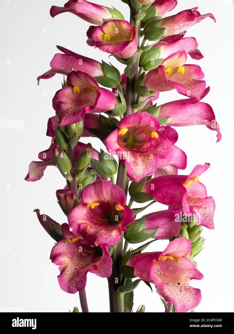 Digiplexis hi-res stock photography and images - Alamy