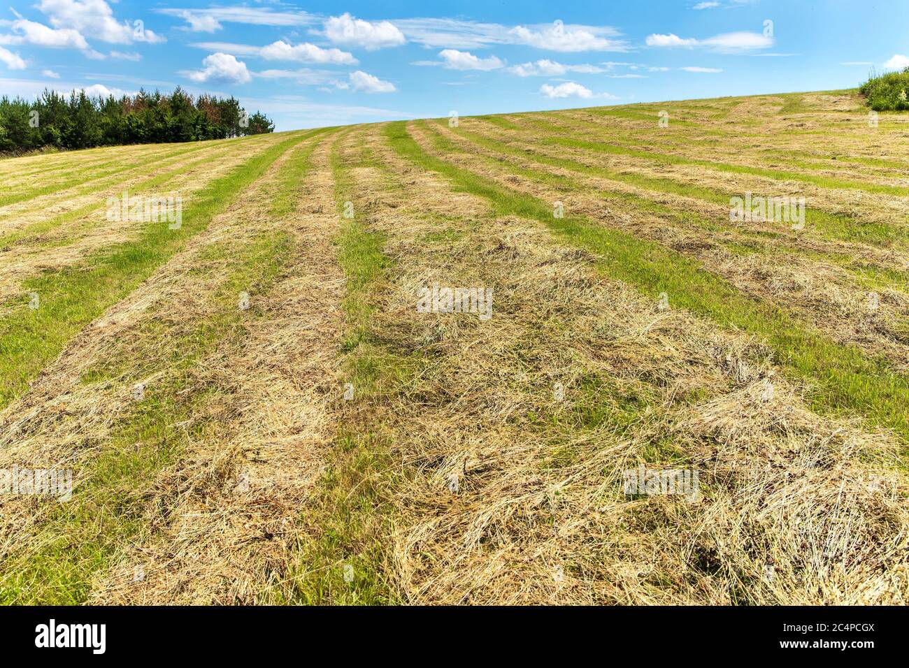 Freshly Mown Hay Field High Resolution Stock Photography and Images - Alamy