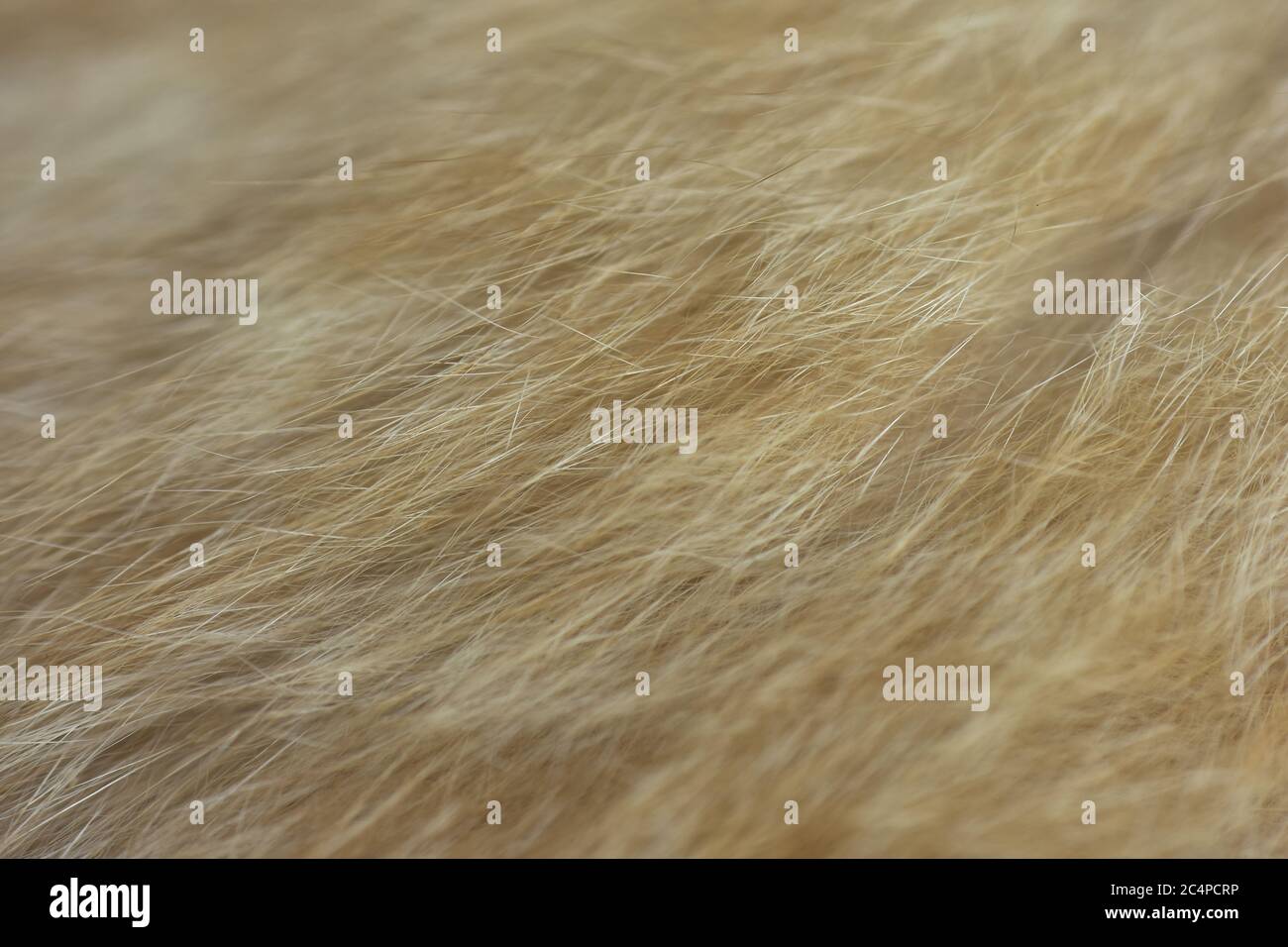 cat fur texture. HD Image and Large Resolution. can be used as ...
