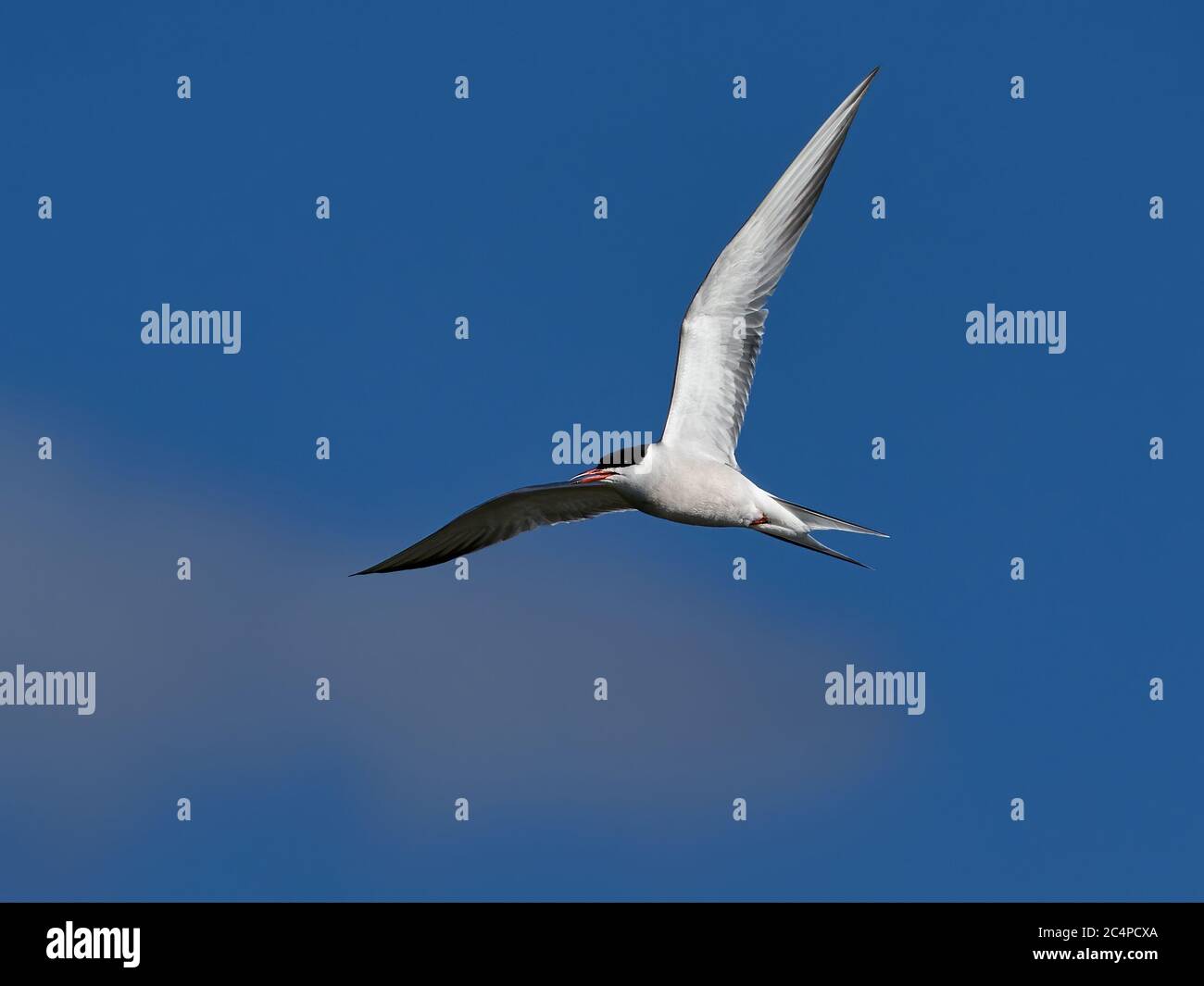 Common tern in flight in its natural enviroment Stock Photo - Alamy