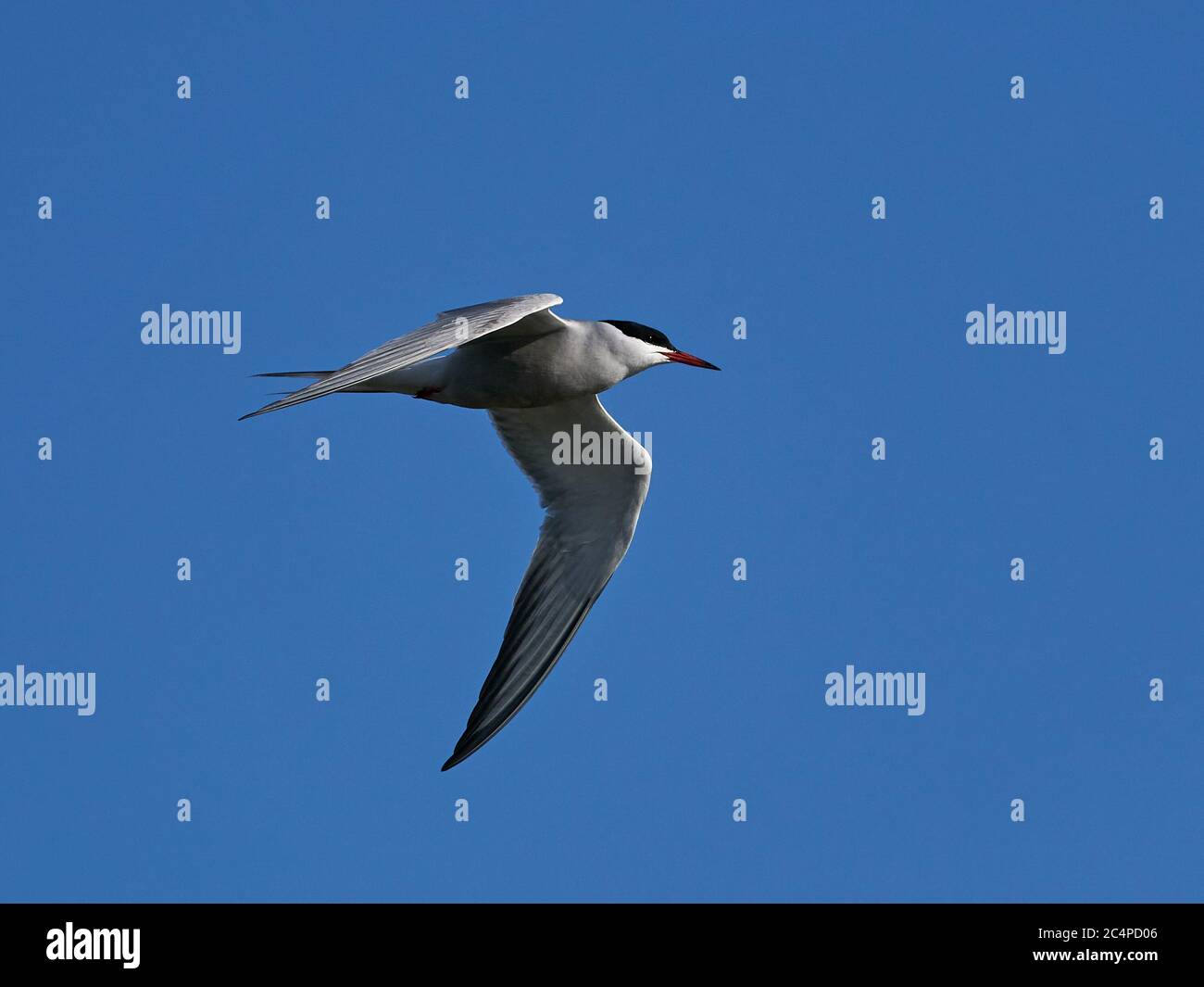 Common tern in flight hi-res stock photography and images - Alamy