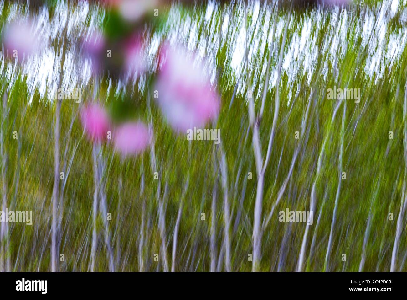 Abstract nature. Motion blur background Stock Photo - Alamy