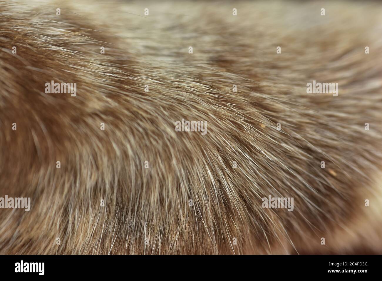 cat fur texture. HD Image and Large Resolution. can be used as ...