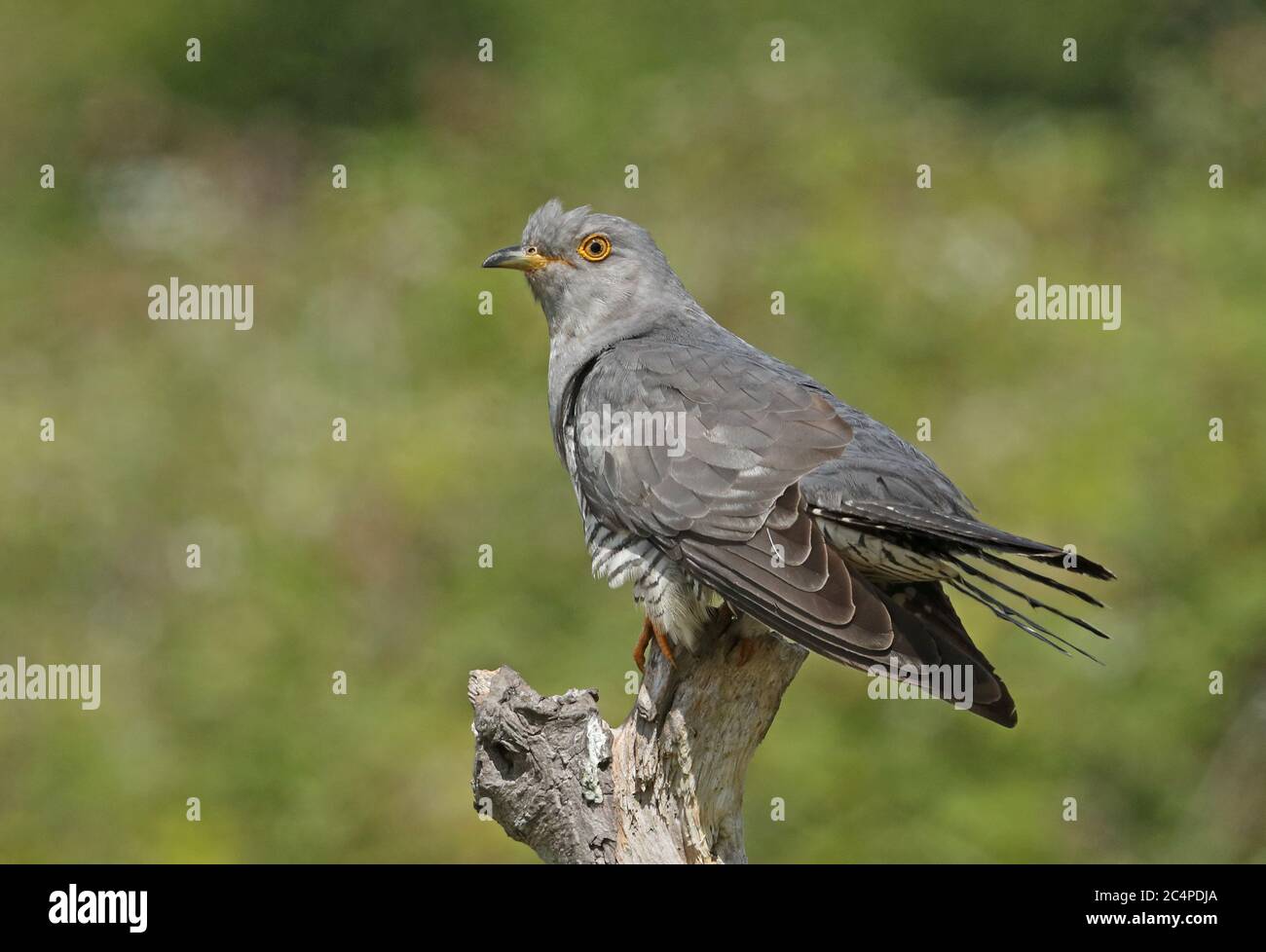 Common Cuckoo (Cuculus canorus canorus) adult perched on dead snag ...
