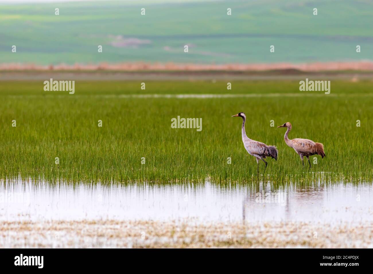 Cranes. Green Nature habitat background. Birds: Common Crane. Grus grus ...