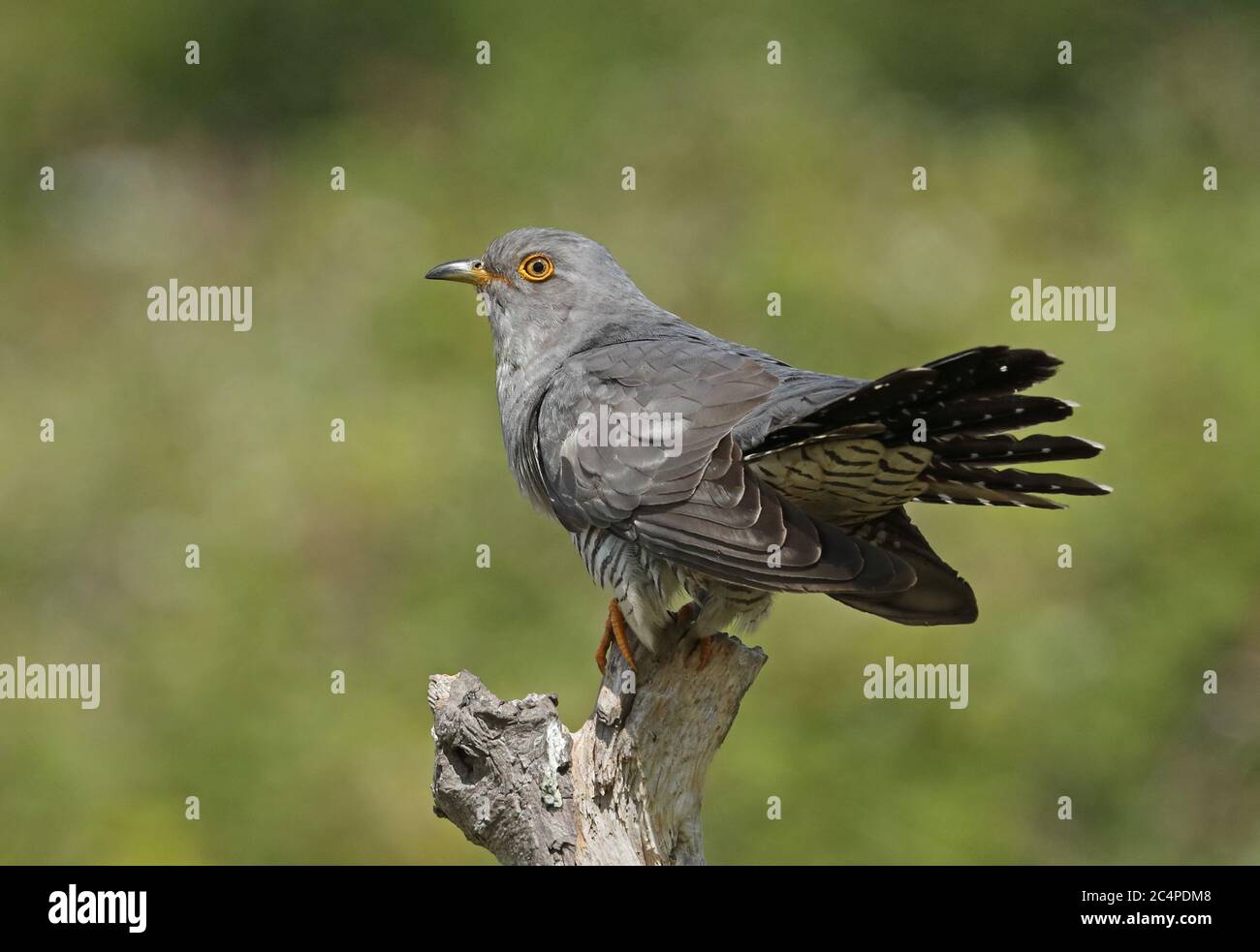 Common Cuckoo (Cuculus canorus canorus) adult perched on dead snag ...