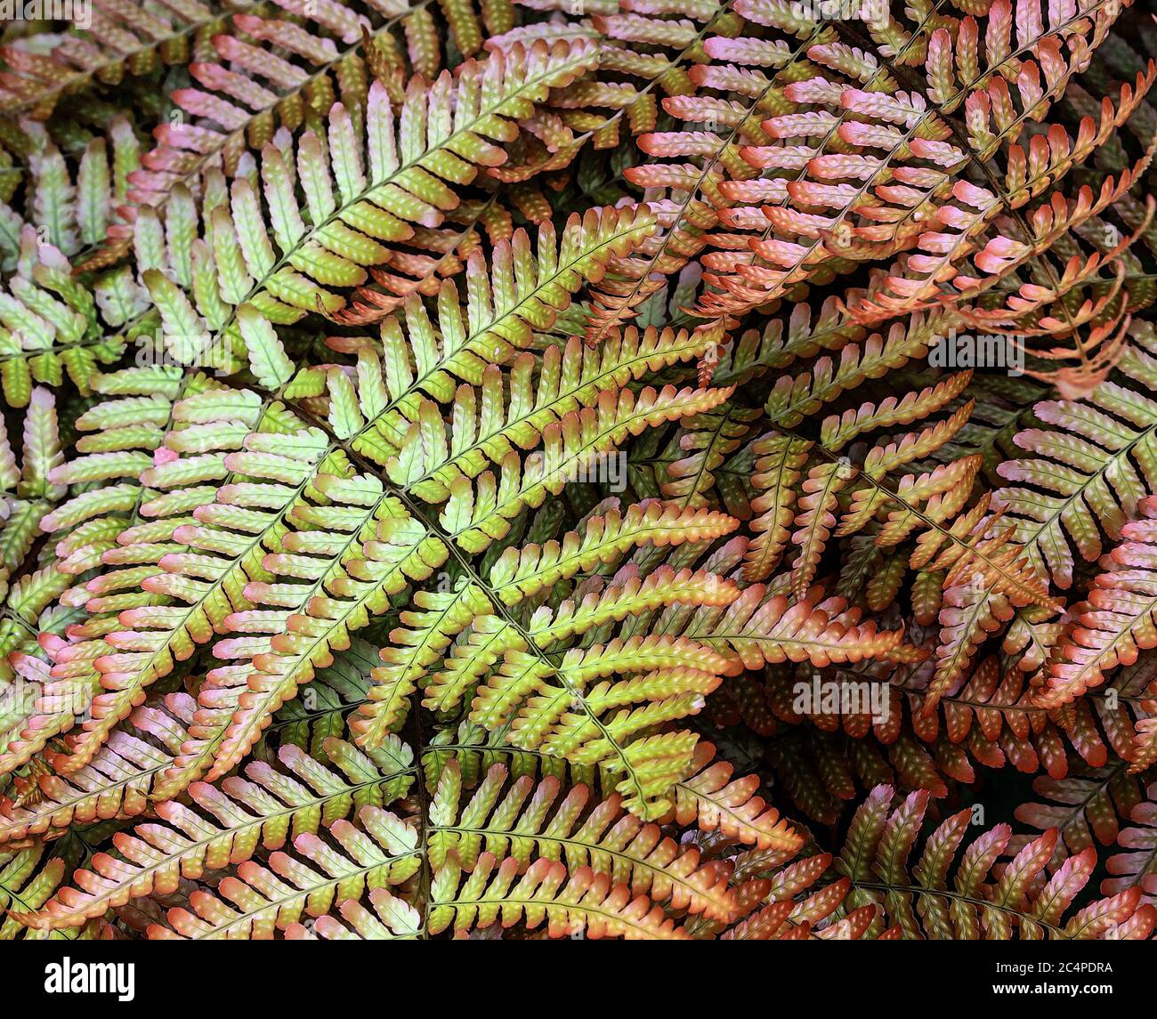 Illustration of Ferns changing colour with the seasons Stock Photo - Alamy