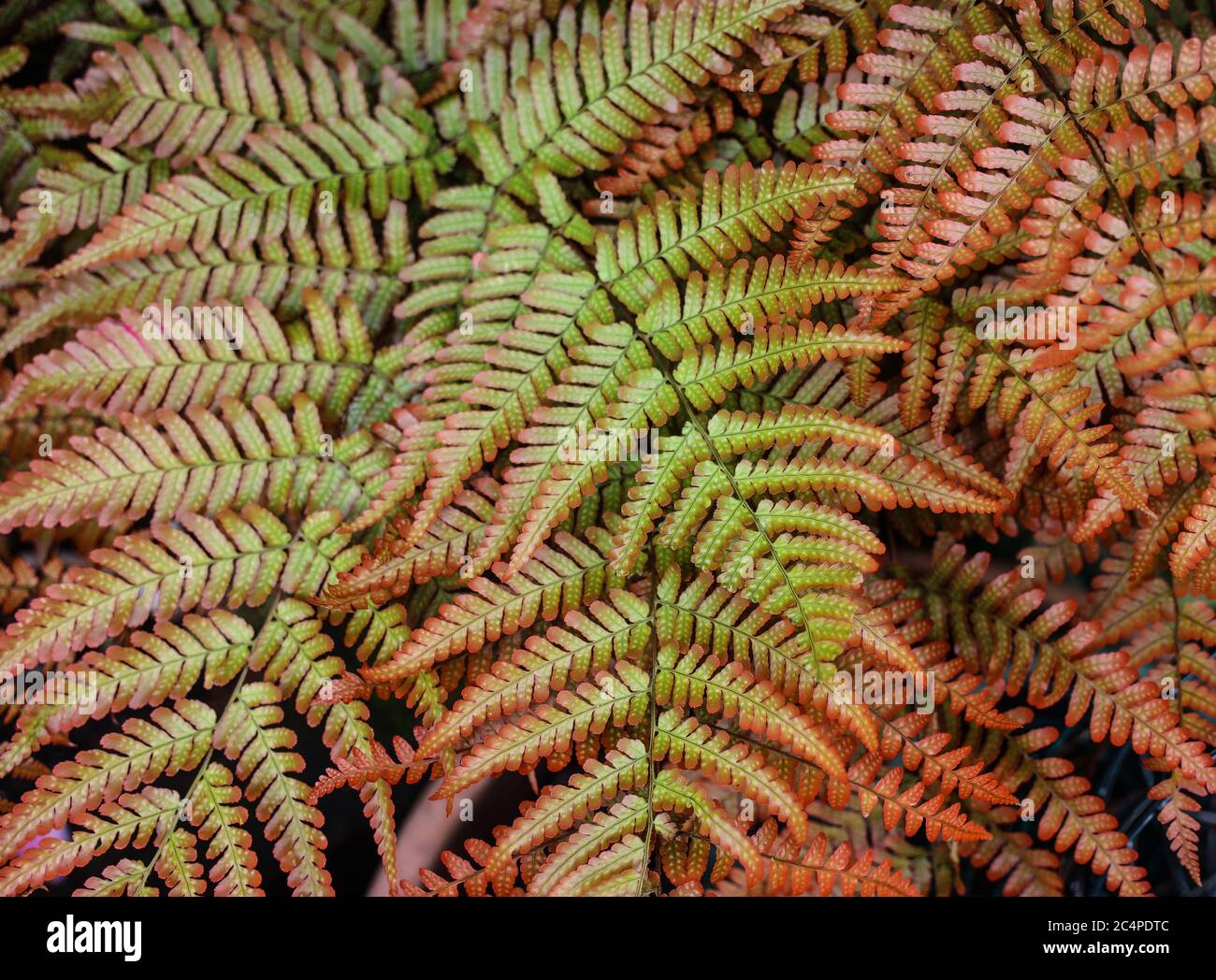 Fern changing its colour as the seasons change Stock Photo - Alamy