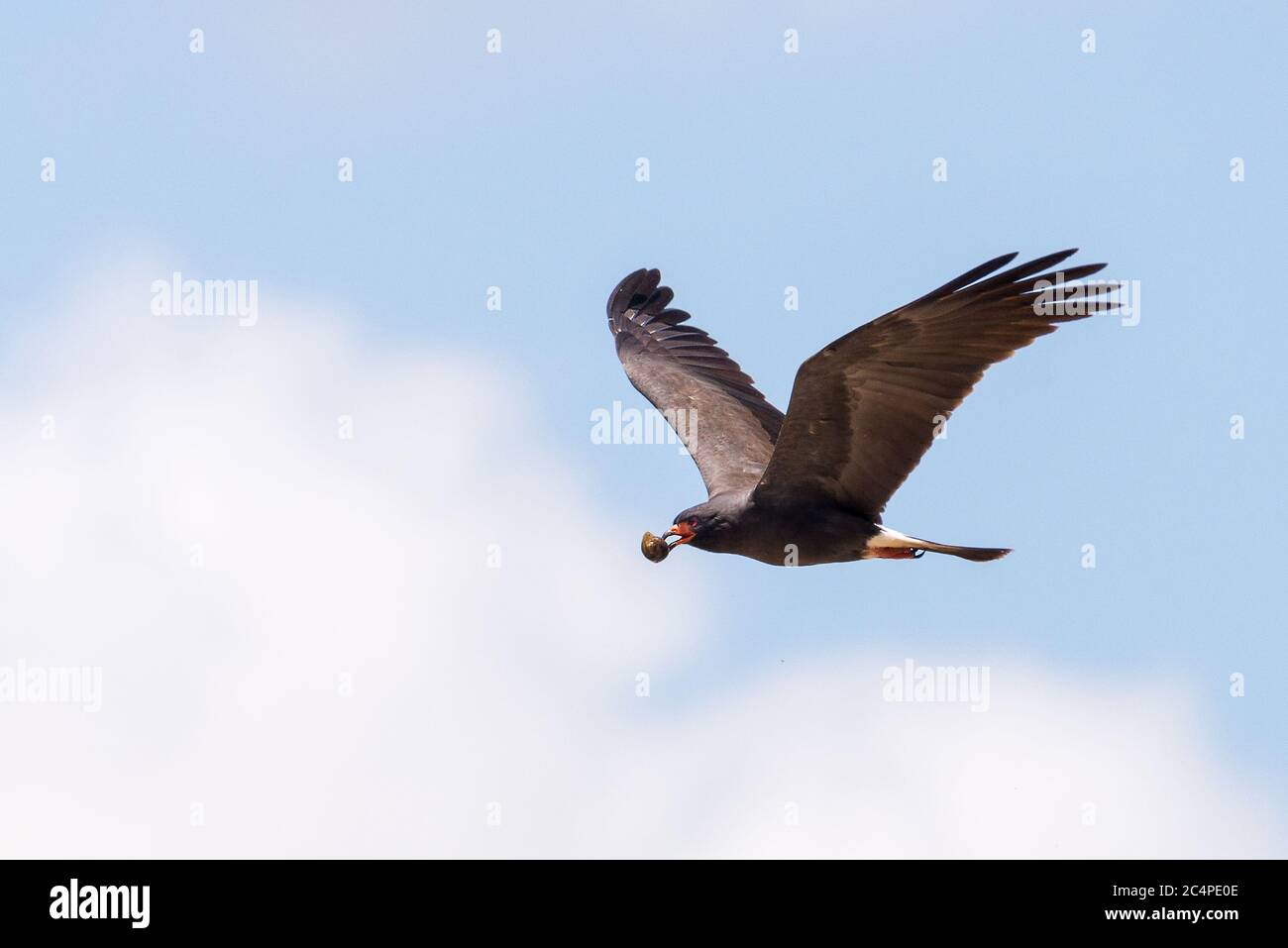 Snail Kite (Rostrhamus sociabilis) soaring with a snail in its beak ...