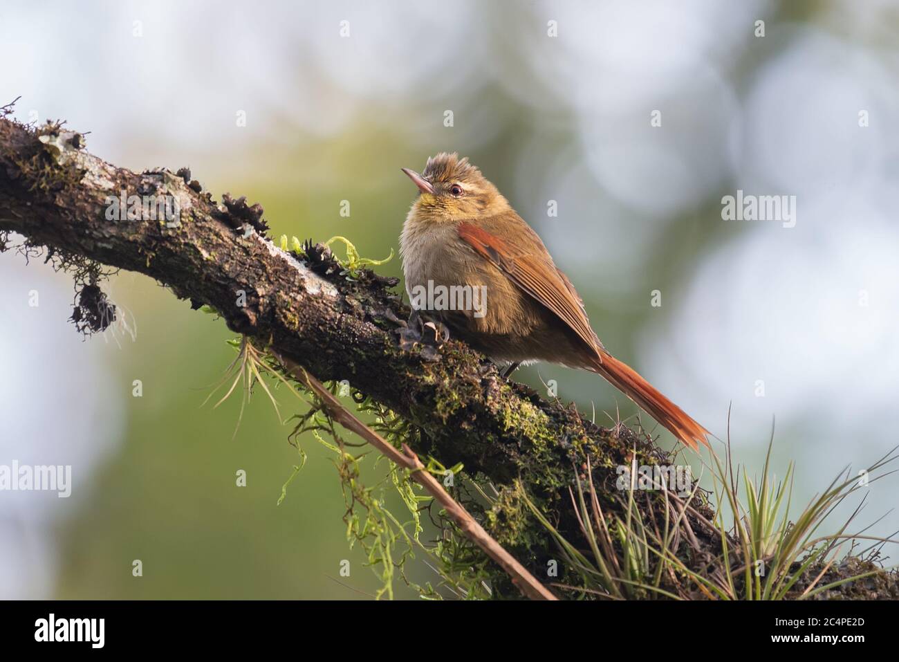 Olive spinetail hi-res stock photography and images - Alamy