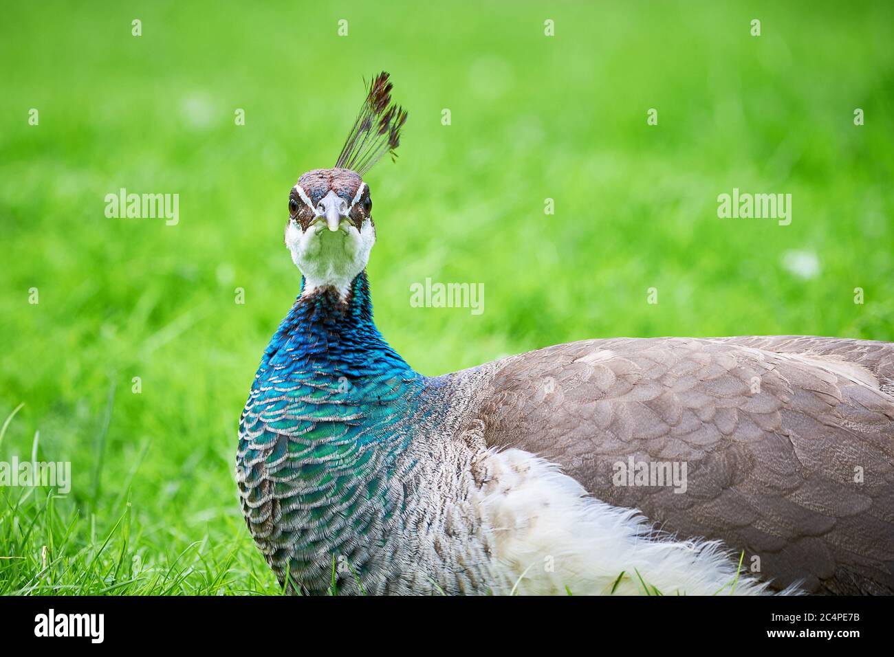 Indian peafowl closeup (Pavo cristatus Stock Photo - Alamy